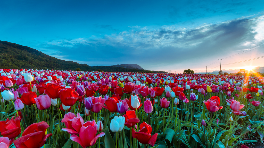8 Popular Spring Flowers – The Voyager